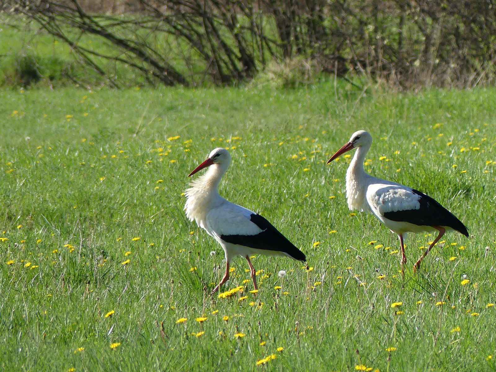 Les Cigognes blanches sont là ! – Olivier Eyraud Ornithologue, Guide ...