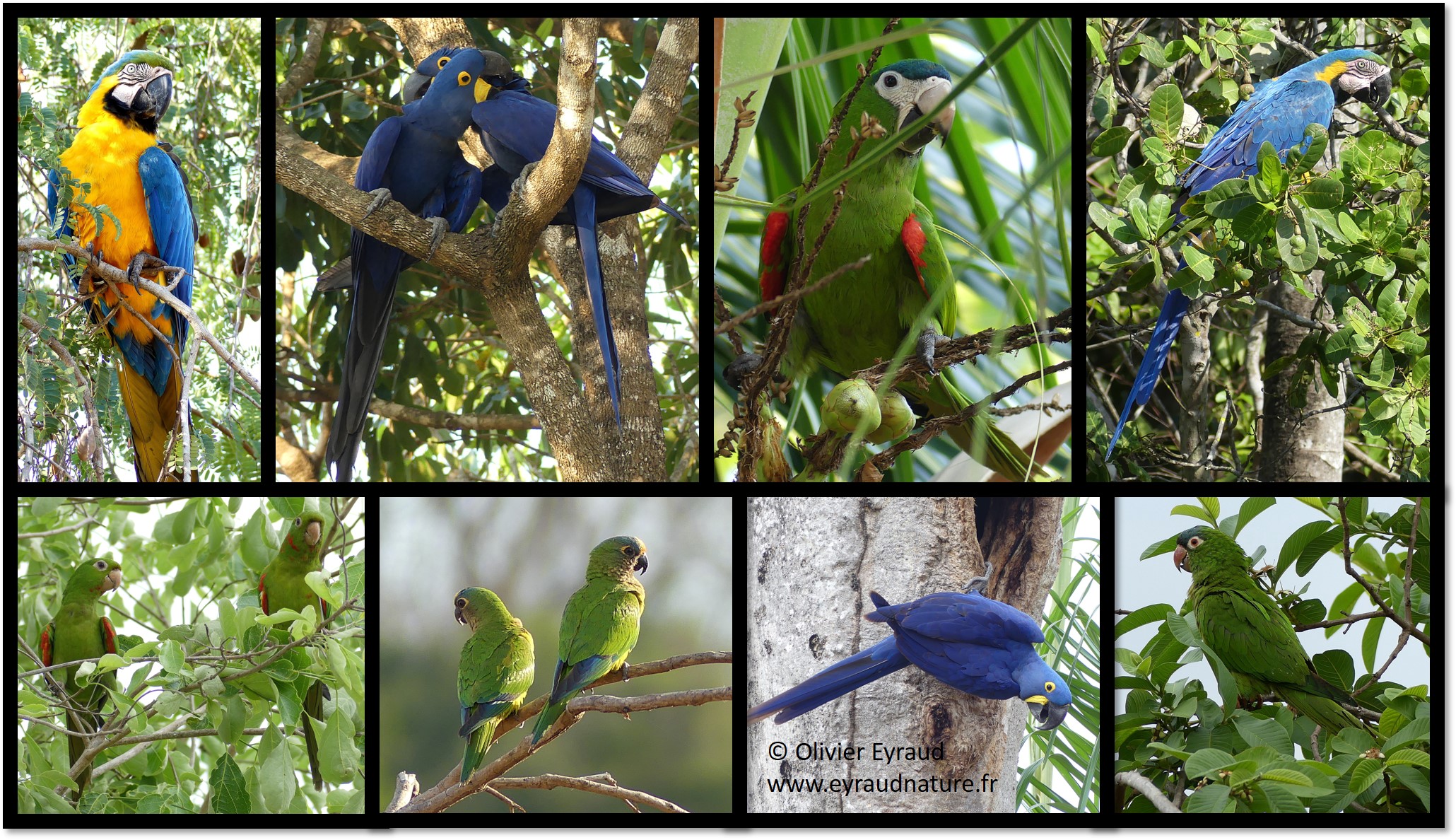 21 novembre 2018 – Olivier Eyraud Ornithologue, Guide Naturaliste ...